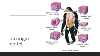 Materi Jaringan Epitel, Struktur, dan Fungsinya | PPTX