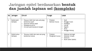 Materi Jaringan Epitel, Struktur, dan Fungsinya | PPTX