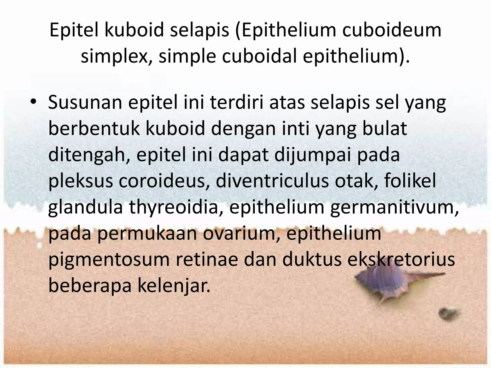 Jaringan Epitel | PPTX