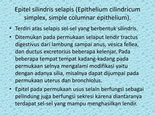 Jaringan Epitel | PPTX