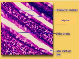 Jaringan Epitel | PPTX