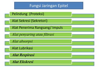 Jaringan Epitel | PPTX