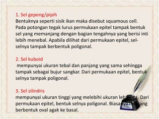 Jaringan Epitel | PPTX