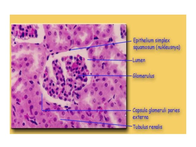 Jaringan Epitel Squamosum - Homecare24