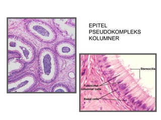 Jaringan Epitel | PPT