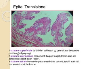 Jaringan Epitel | PPT