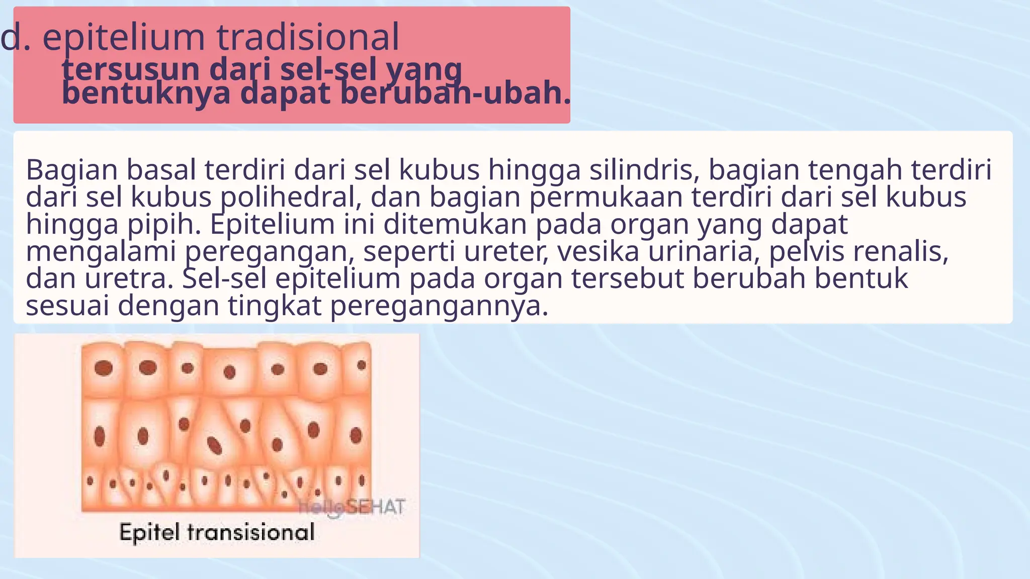 jaringan epitel biologi jaringan epitel kubus epitel pipih | PPTX