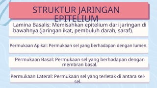 jaringan epitel biologi jaringan epitel kubus epitel pipih | PPTX