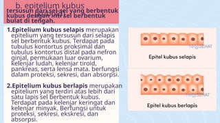 jaringan epitel biologi jaringan epitel kubus epitel pipih | PPTX