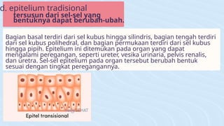 jaringan epitel biologi jaringan epitel kubus epitel pipih | PPTX
