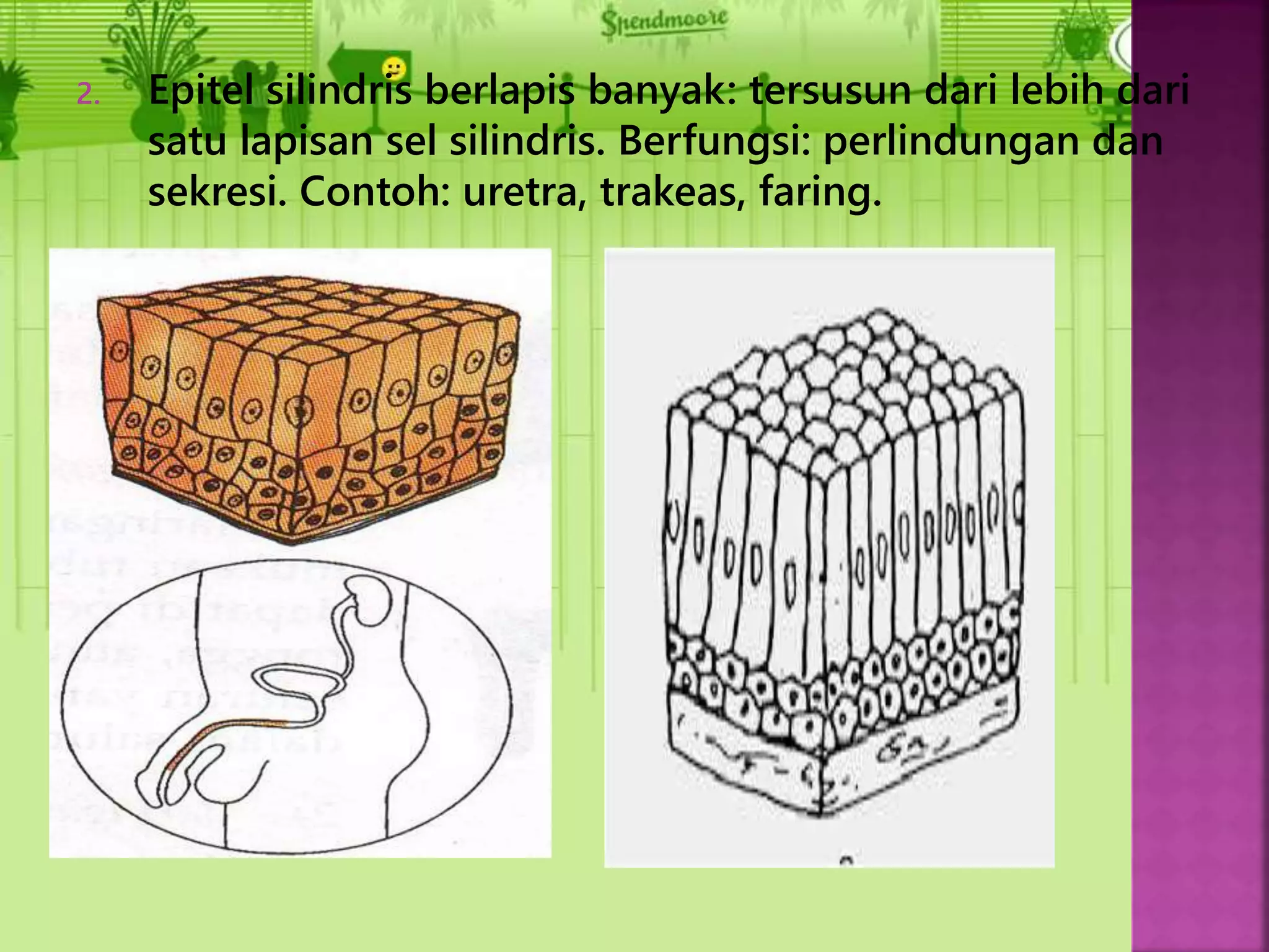 Jaringan epitel (xi science 3) | PPTX