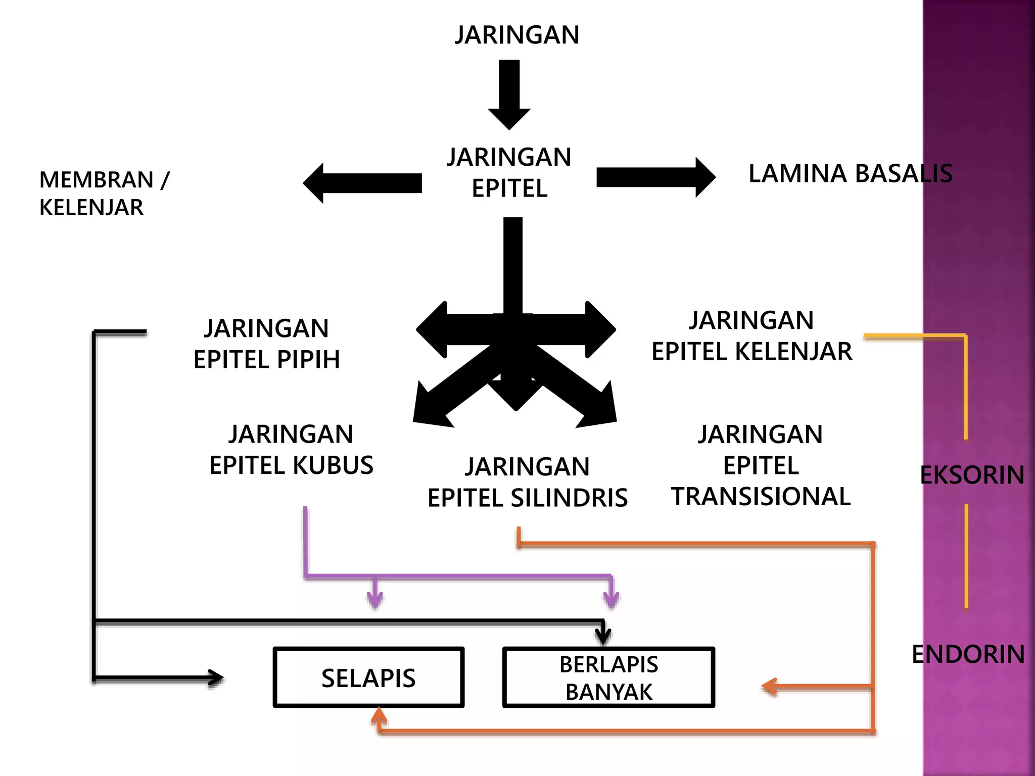 Jaringan epitel (xi science 3) | PPTX