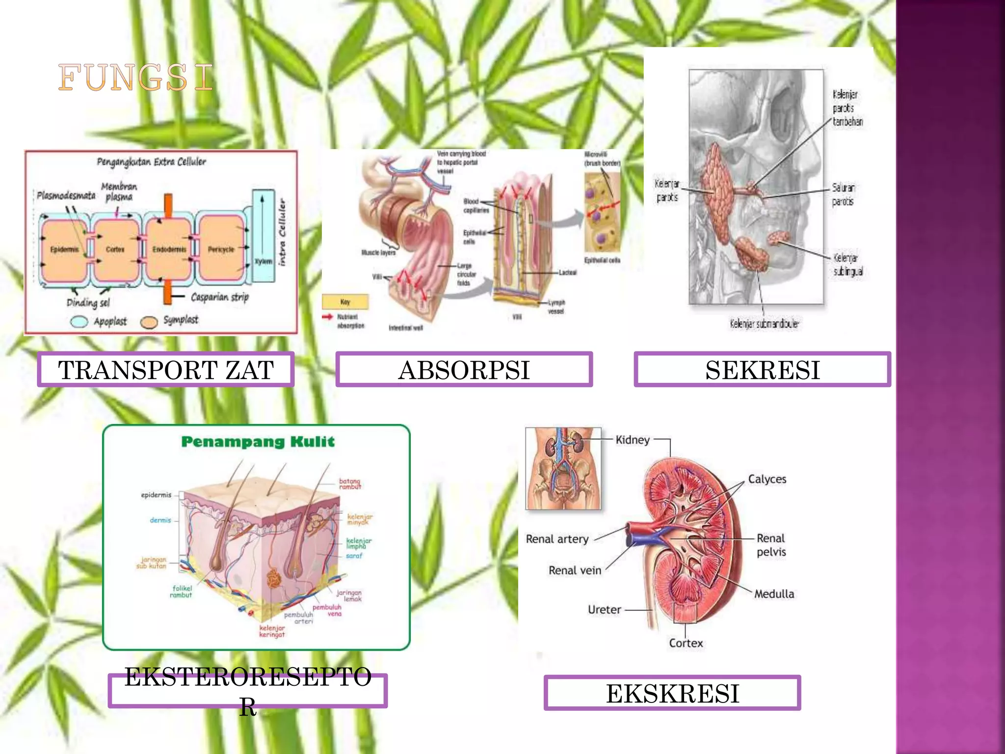 Jaringan epitel (xi science 3) | PPTX