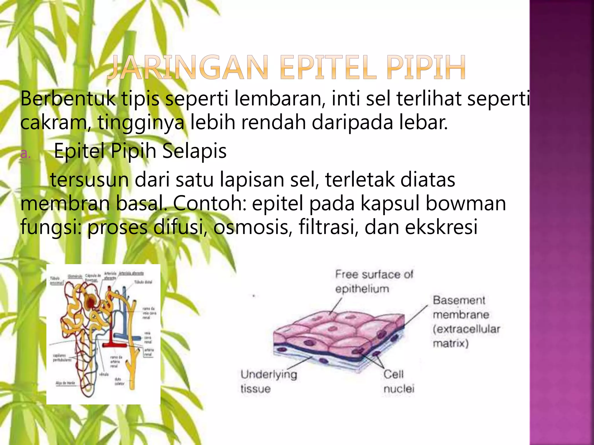 Jaringan epitel (xi science 3) | PPTX