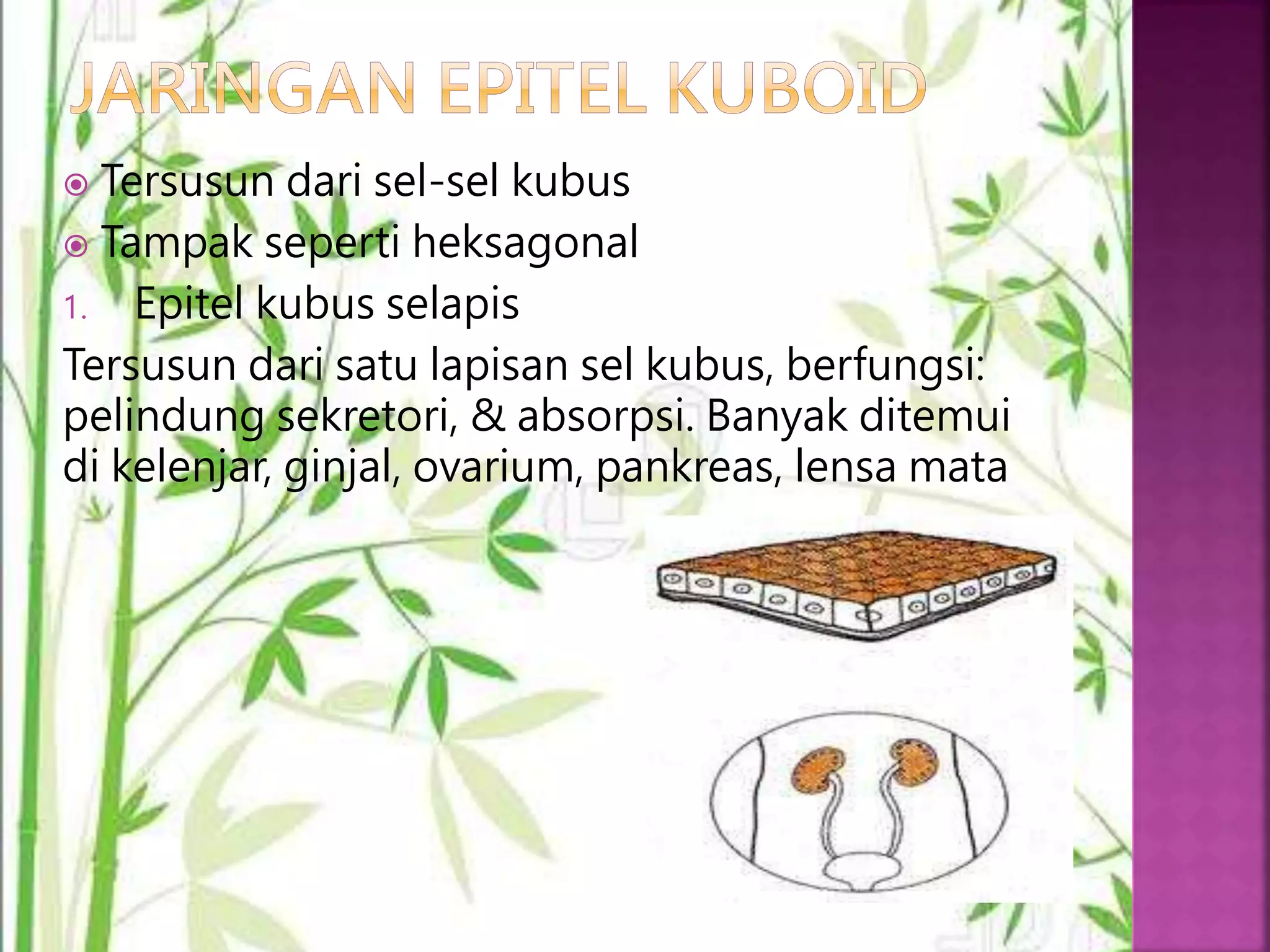 Jaringan epitel (xi science 3) | PPTX