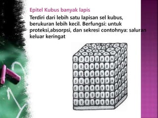 Jaringan epitel (xi science 3) | PPTX