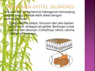 Jaringan epitel (xi science 3) | PPTX