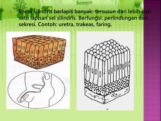 Jaringan epitel (xi science 3) | PPTX