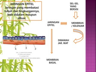 Jaringan epitel (xi science 3) | PPTX
