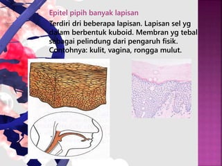 Jaringan epitel (xi science 3) | PPTX