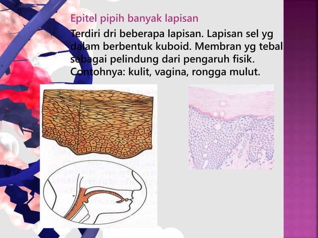 Jaringan epitel (xi science 3) | PPTX