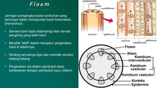 Jaringan Floem | PPTX