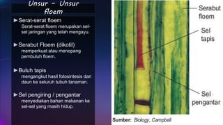 Jaringan Floem | PPTX