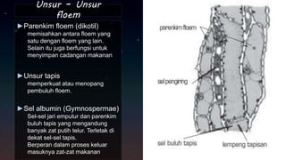 Jaringan Floem | PPTX