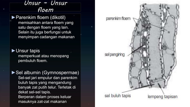 Jaringan Floem | PPTX