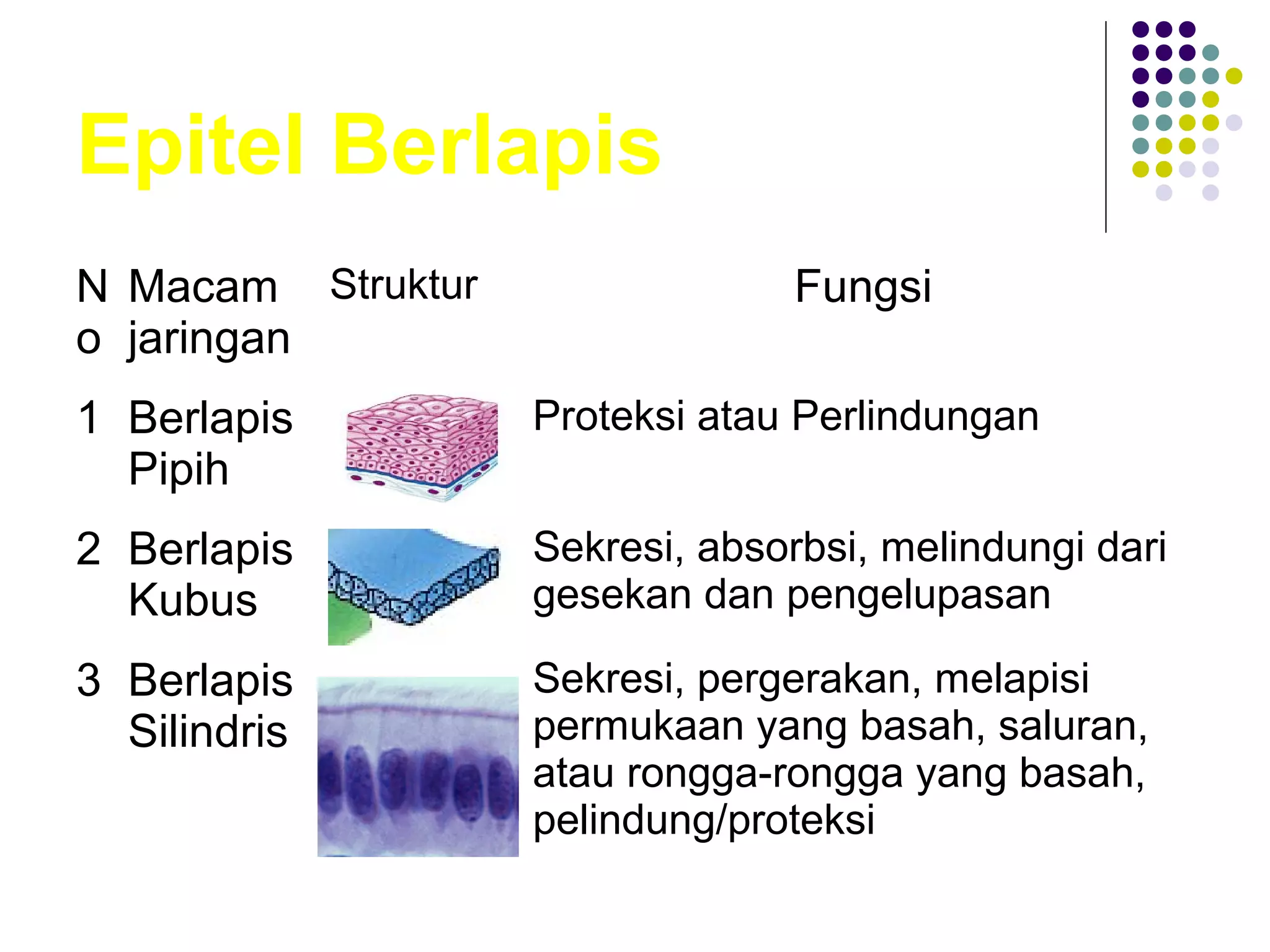 Biologi Kelas 11 Jaringan Hewan | PPT