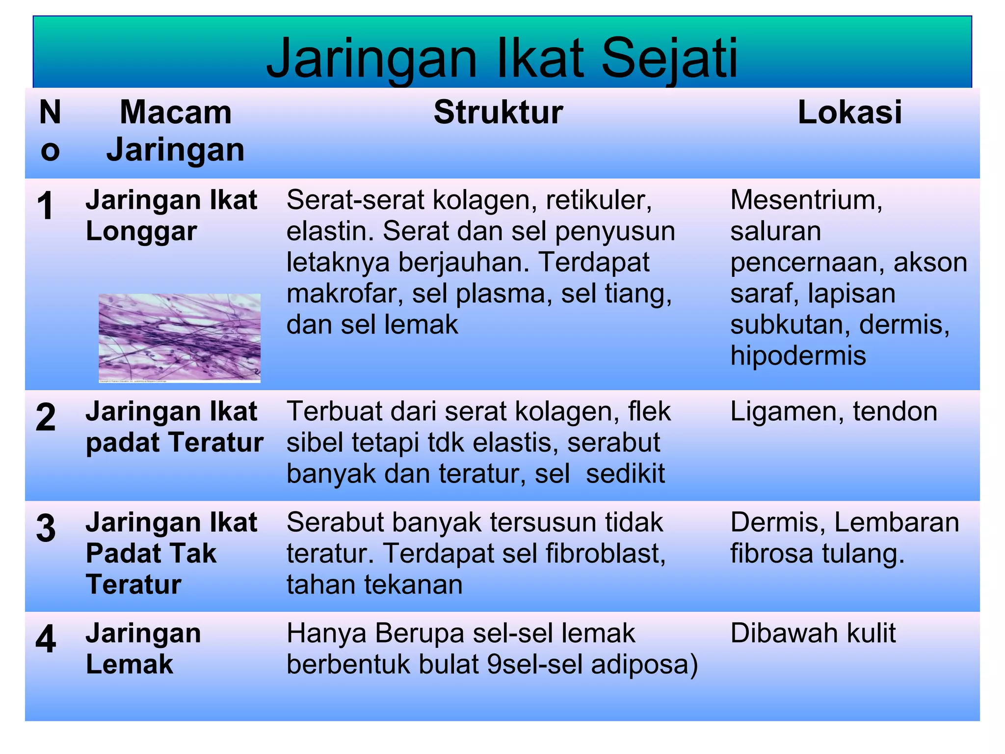 Biologi Kelas 11 Jaringan Hewan | PPT