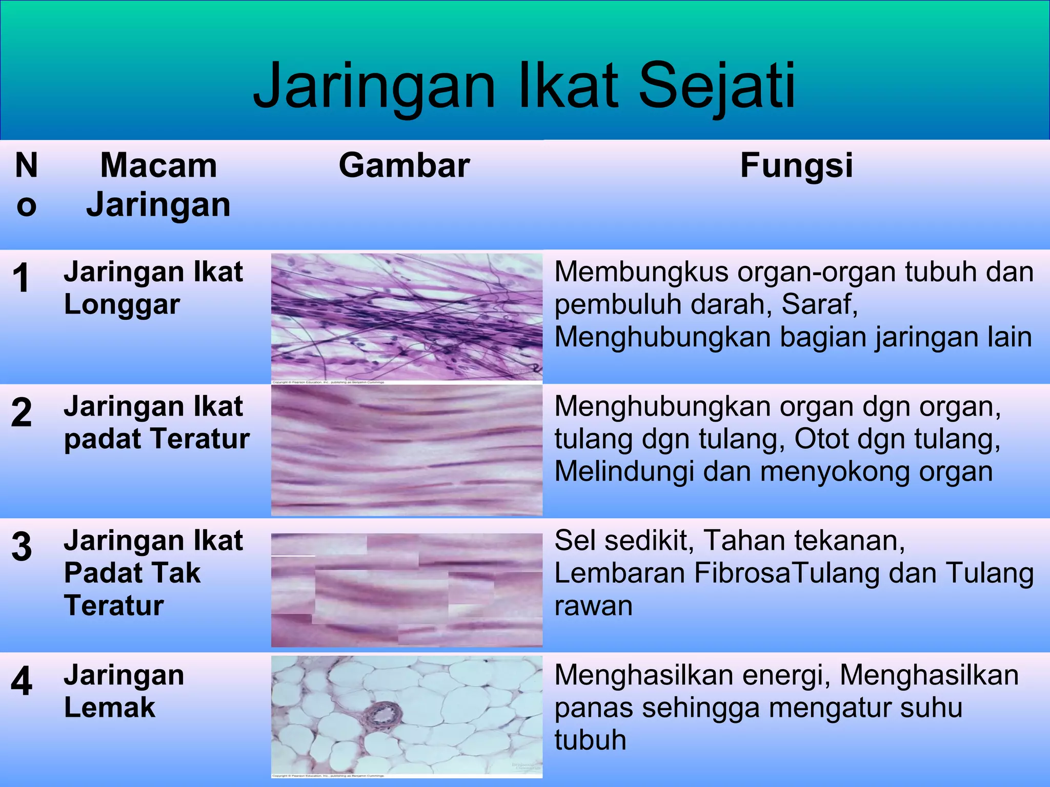 Biologi Kelas 11 Jaringan Hewan | PPT