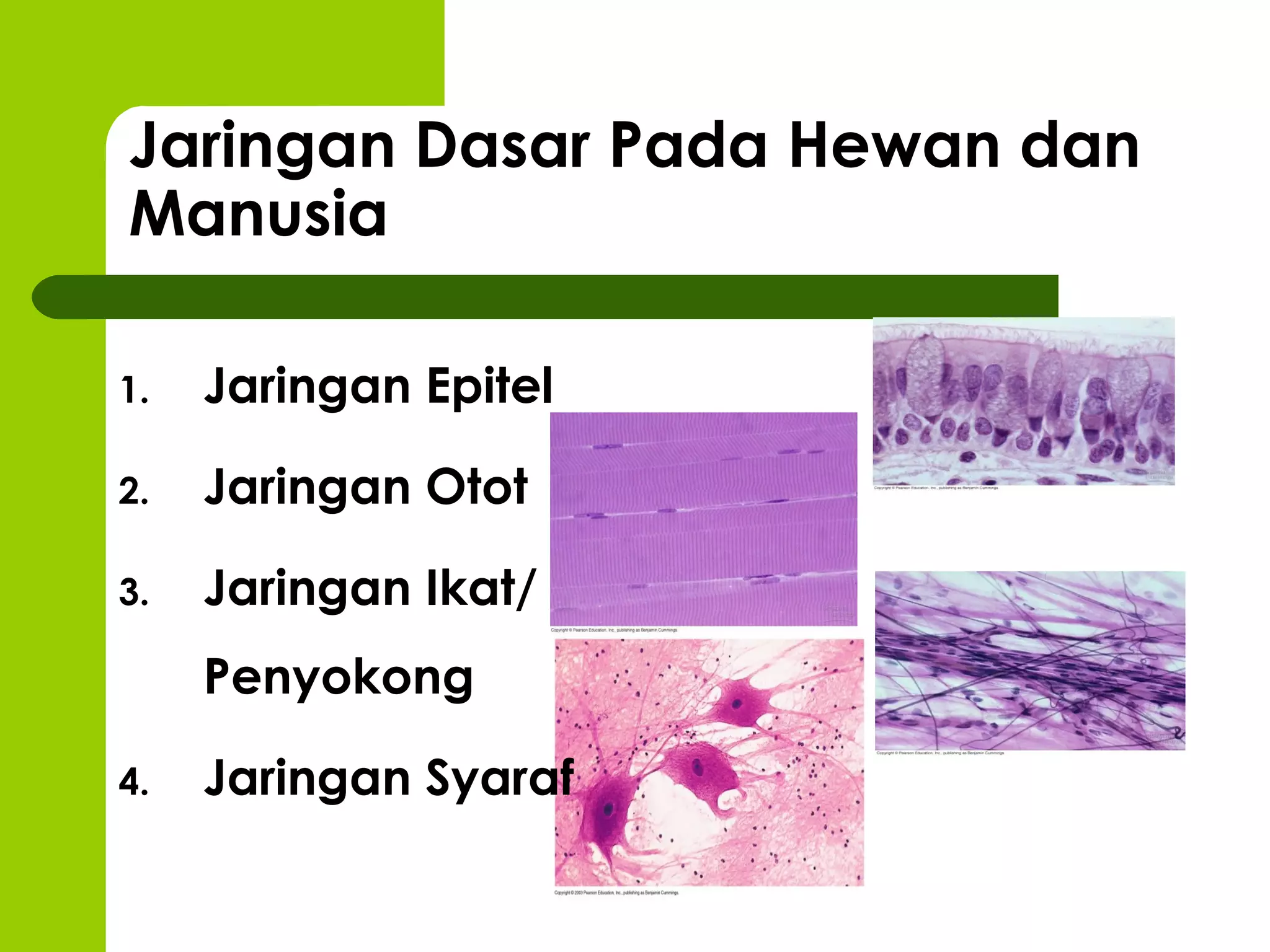 Biologi Kelas 11 Jaringan Hewan | PPT