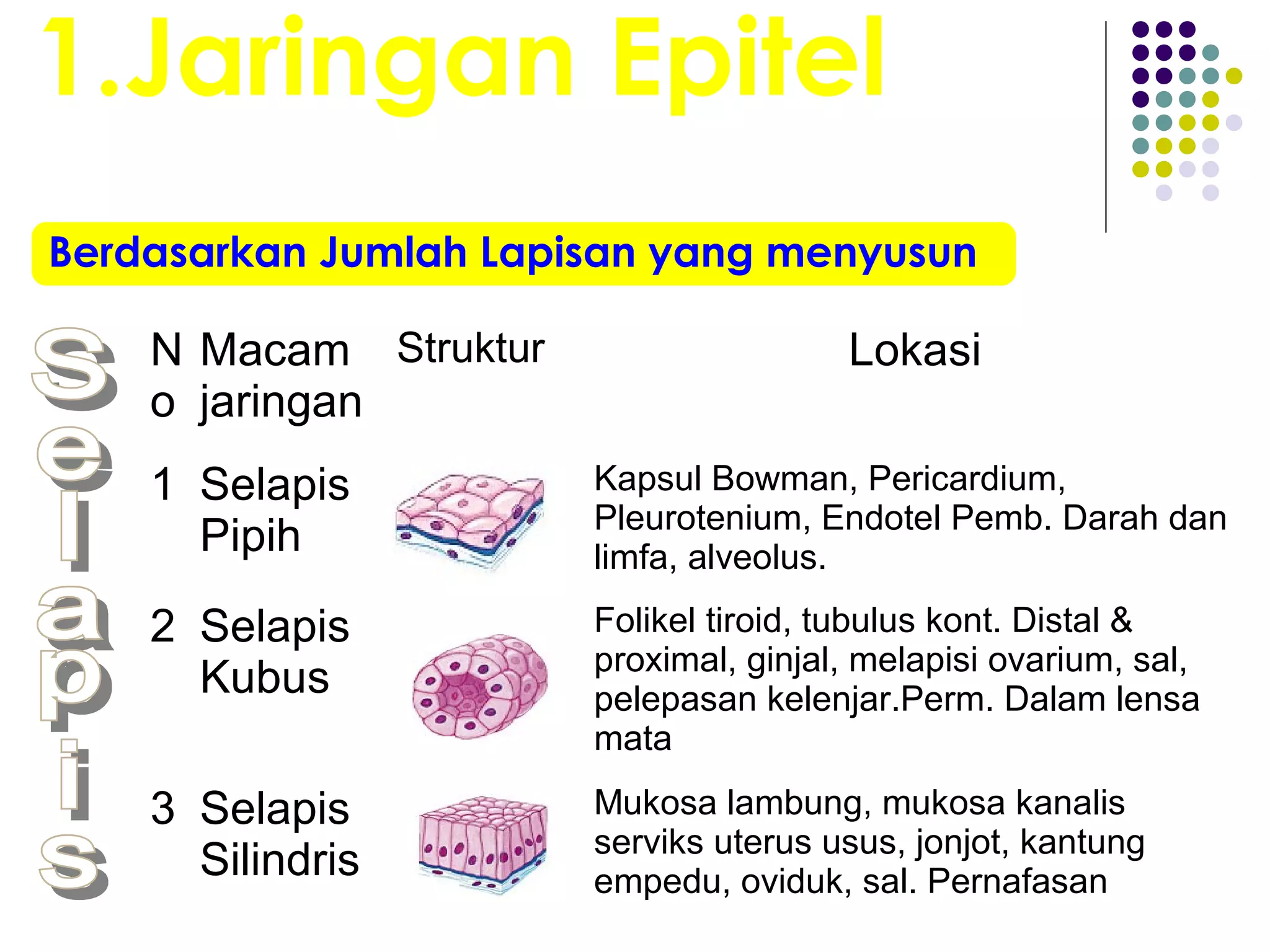 Biologi Kelas 11 Jaringan Hewan | PPT