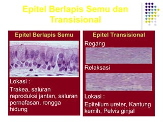 Biologi Kelas 11 Jaringan Hewan | PPT