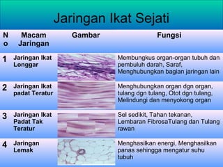 Biologi Kelas 11 Jaringan Hewan | PPT