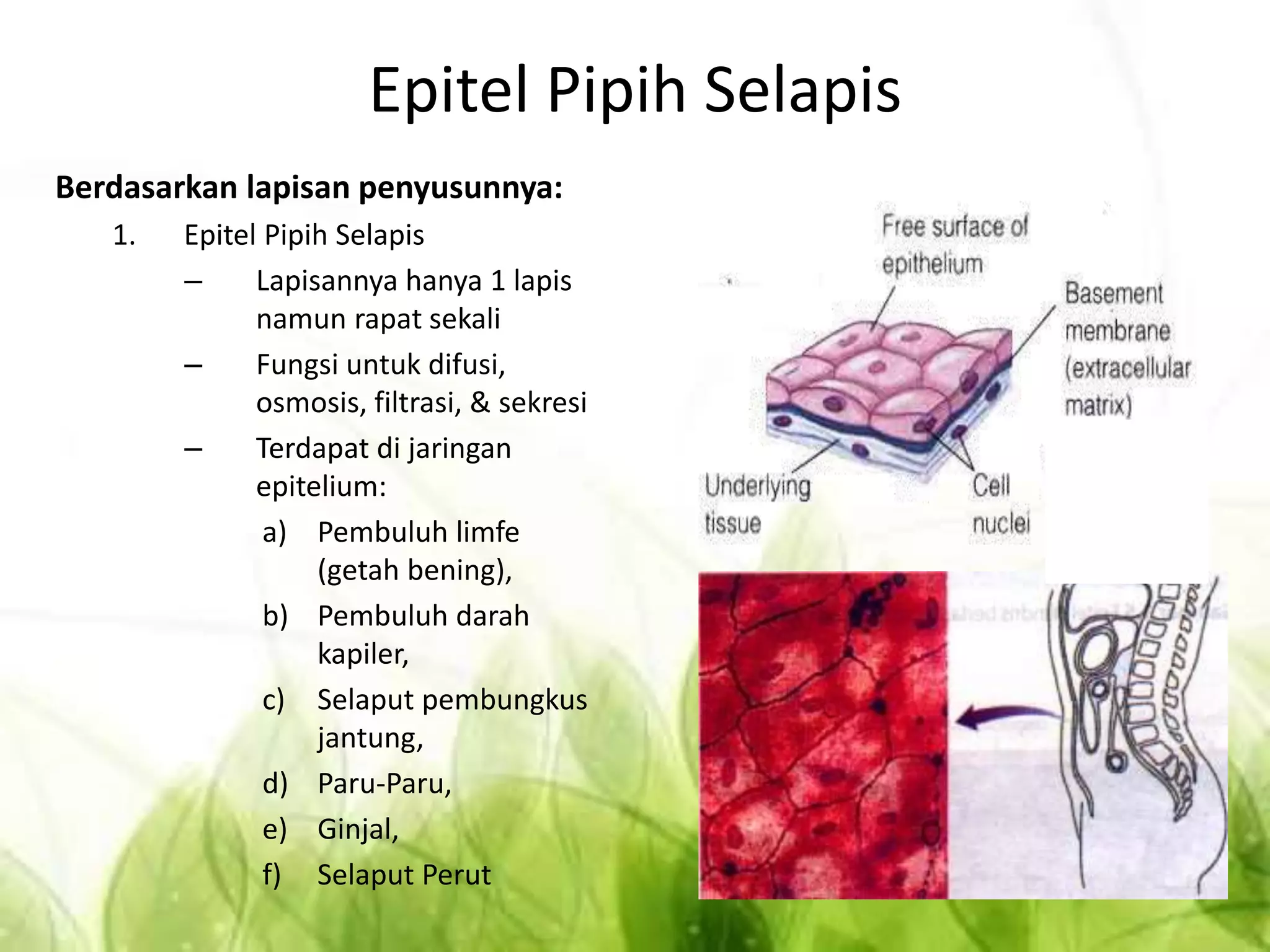 Jaringan_hewan_HabibFile | PPTX