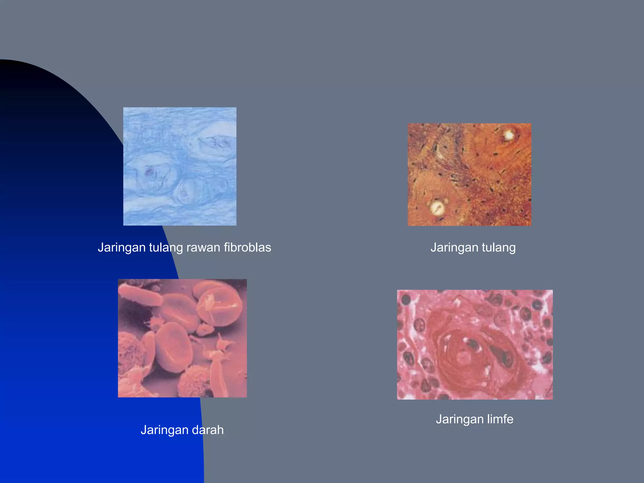 Jaringan hewan | PPT