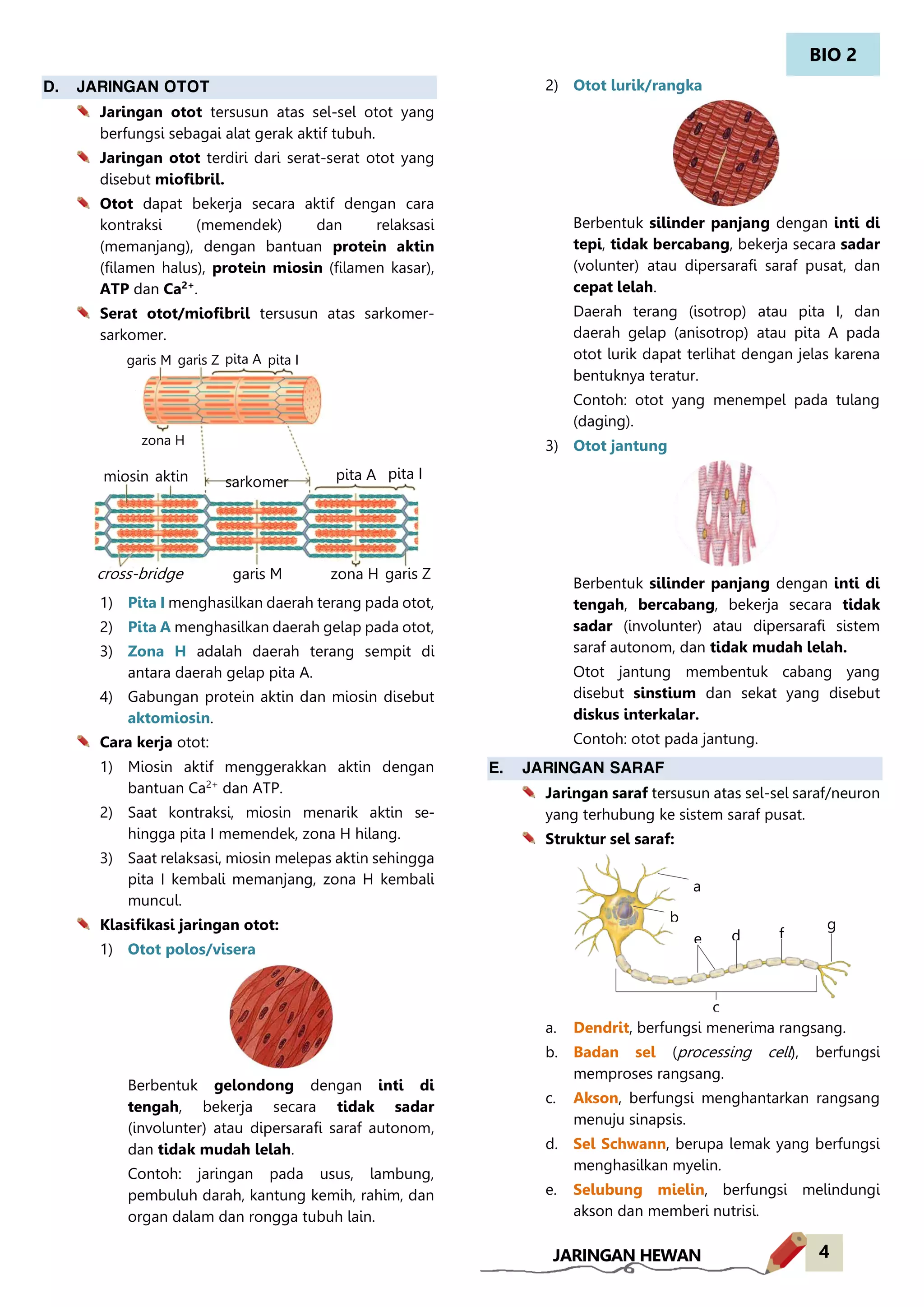 Jaringan Hewan | PDF