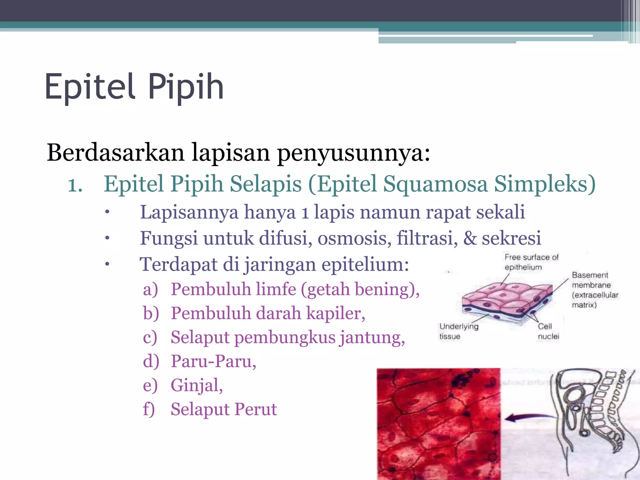 Jaringan Hewan | PPTX
