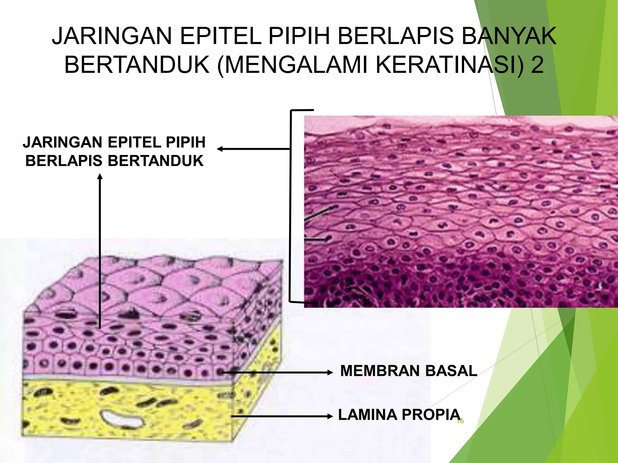 Jaringan_Hewan.pptx