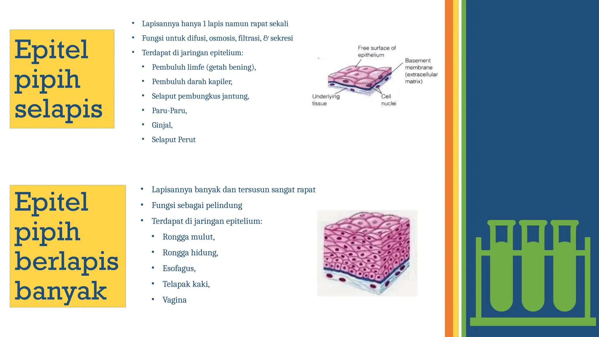 Materi perkuliahan biologi-jaringan hewan | PPTX