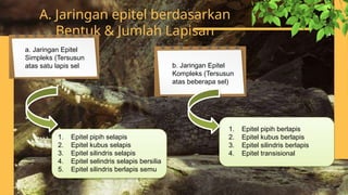 jenis jaringan penyusun organ Hewan.pptx