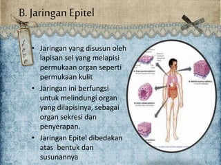 Jaringan hewan (2) | PPT
