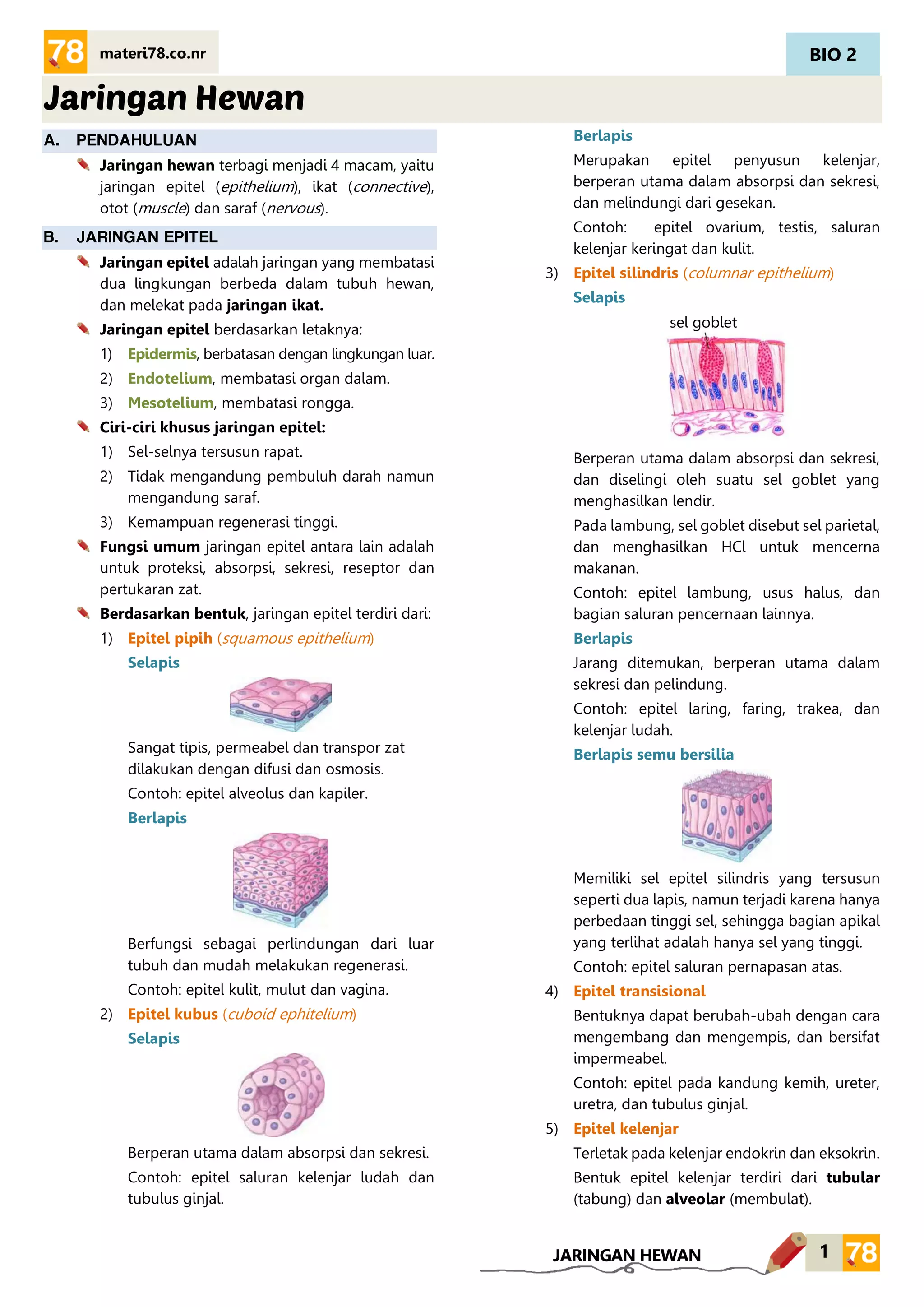 MATERI Jaringan hewan KELAS XI SMA | PDF
