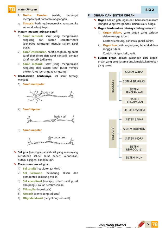 MATERI Jaringan hewan KELAS XI SMA | PDF