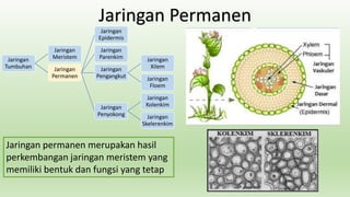 Jaringan Hewan Dan Tumbuhan kelas 7 .pdf