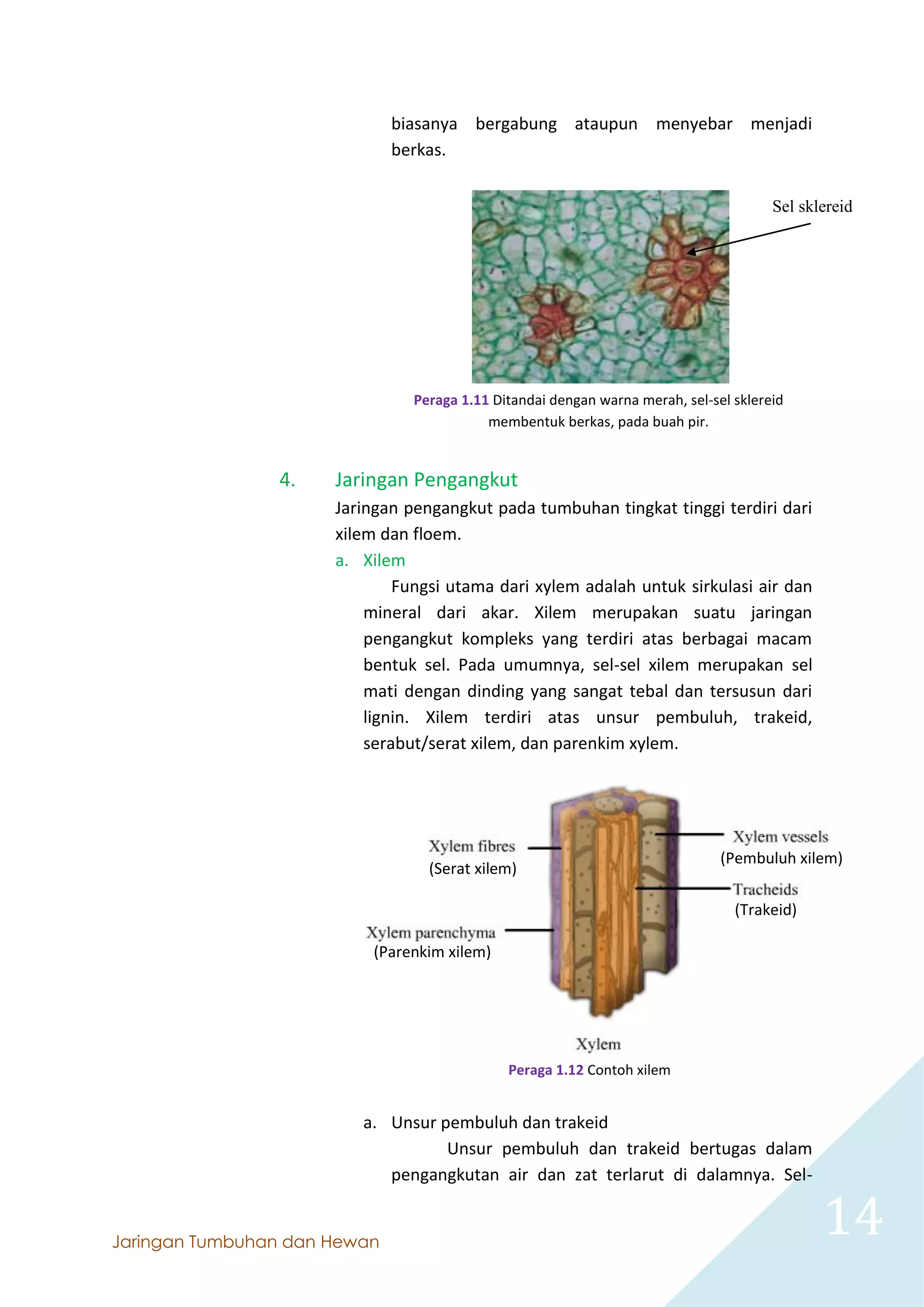 Jaringan Tumbuhan dan Hewan Untuk Kelas XI SMA | PDF