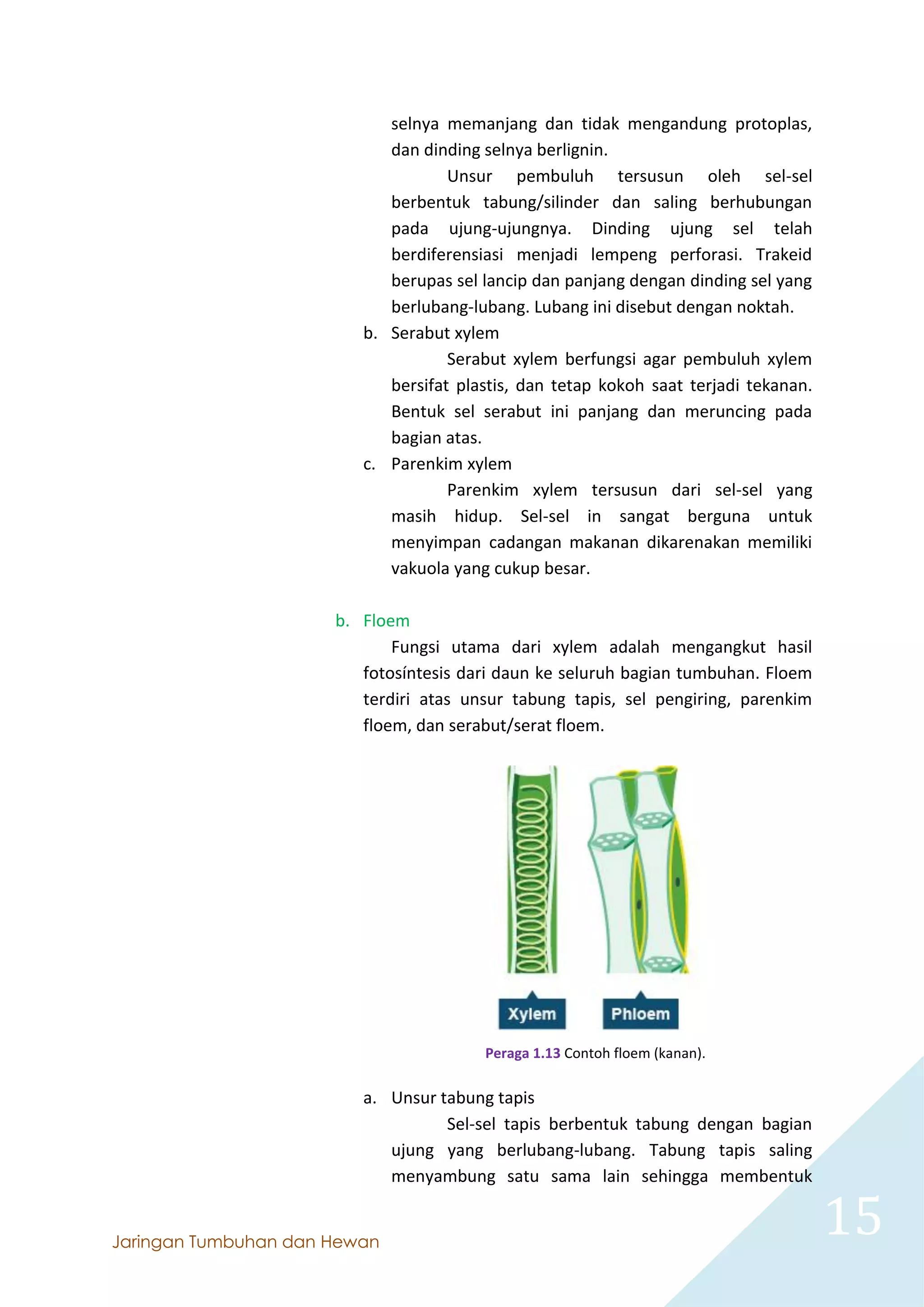Jaringan Tumbuhan dan Hewan Untuk Kelas XI SMA | PDF