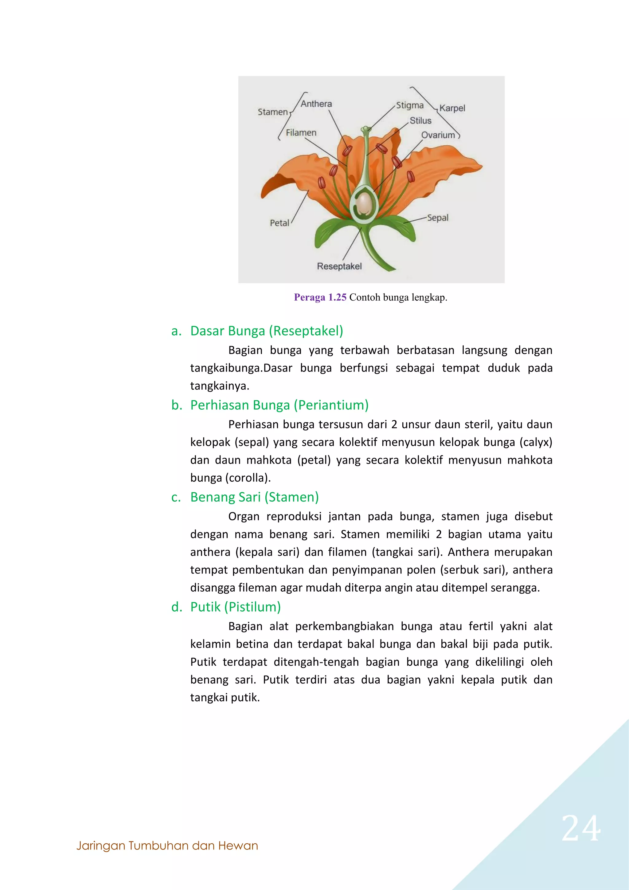 Jaringan Tumbuhan dan Hewan Untuk Kelas XI SMA | PDF